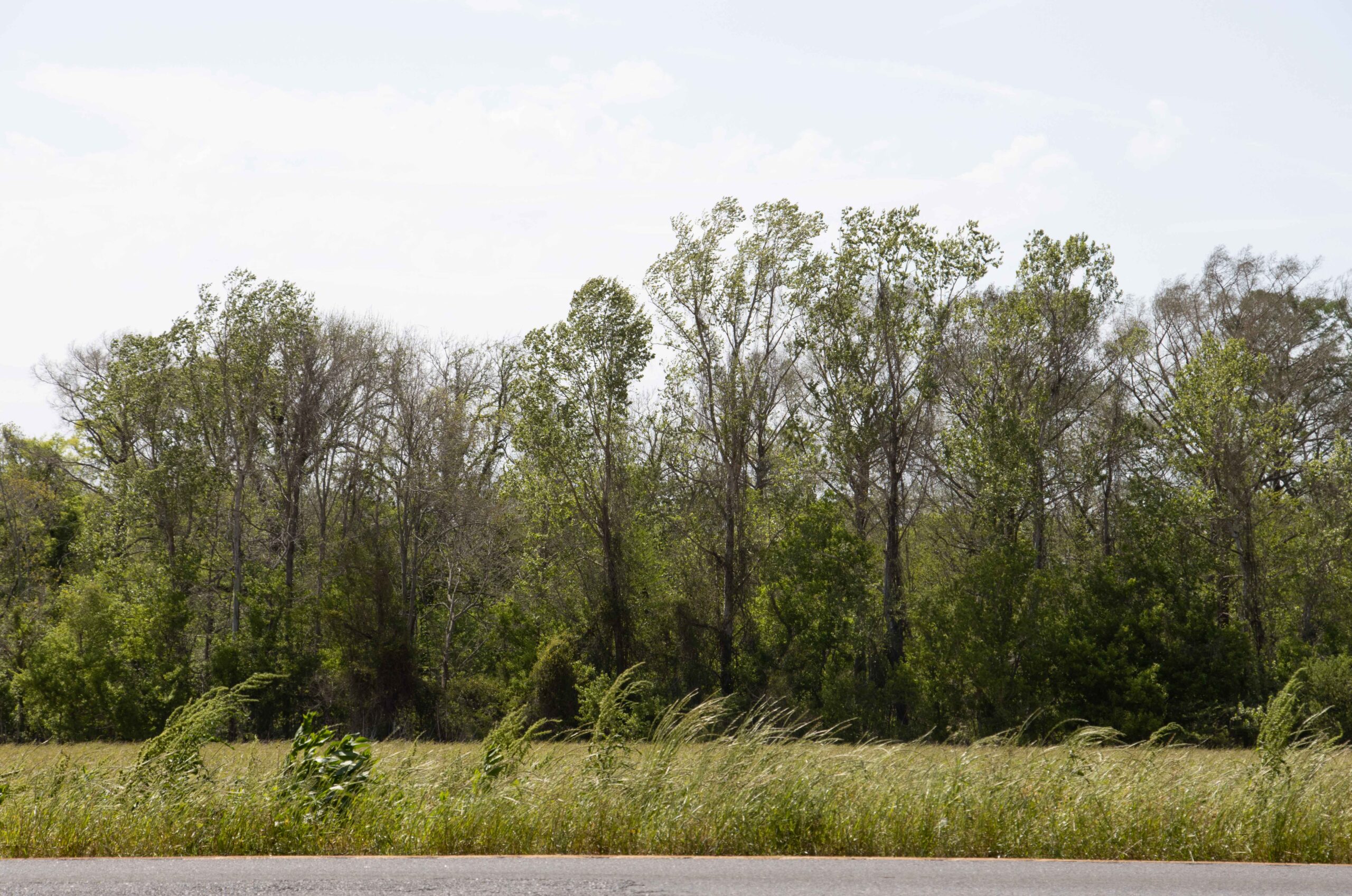 Uprooting the Family Tree - Shoeleather Magazine 2022